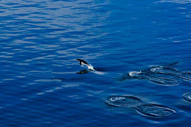 Shooting Penguins – The Intentional Travelers