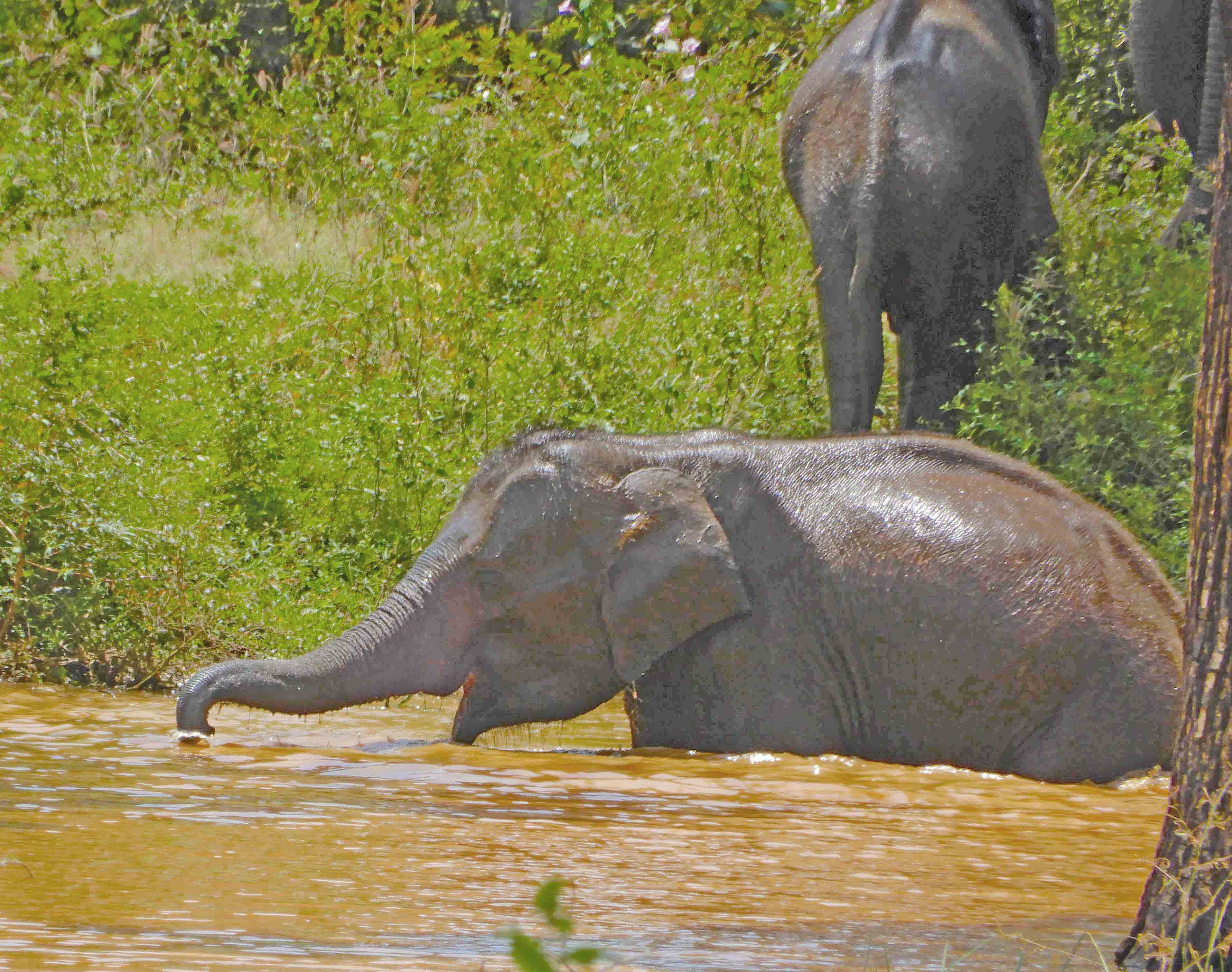 Visiting Sri Lanka’s Yala National Park – The Intentional Travelers